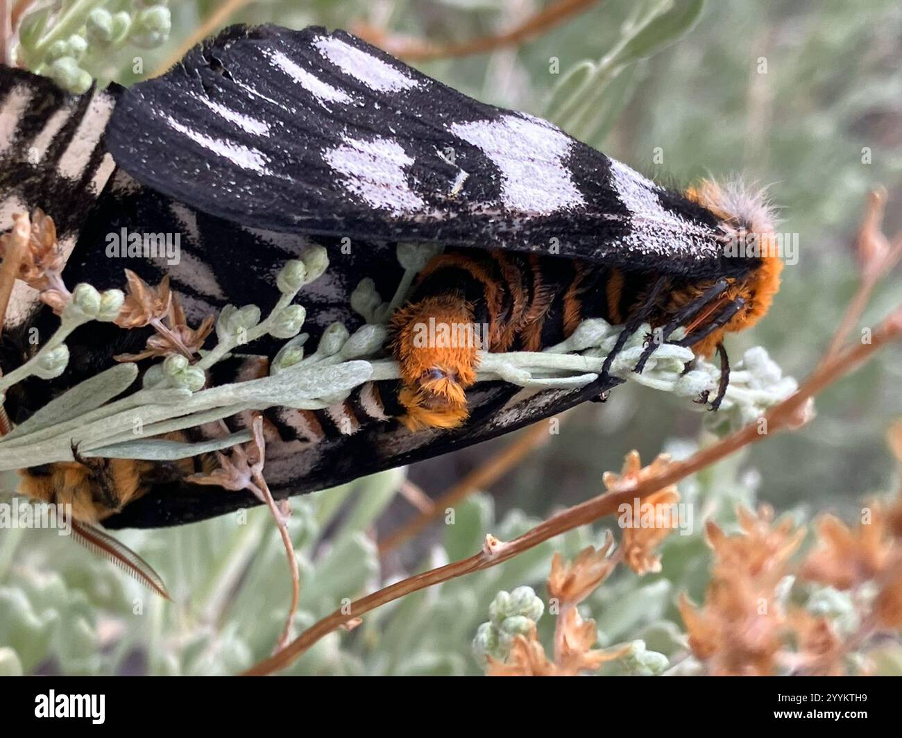 Sagebrush Sheep Moth (Hemileuca hera Stock Photo - Alamy