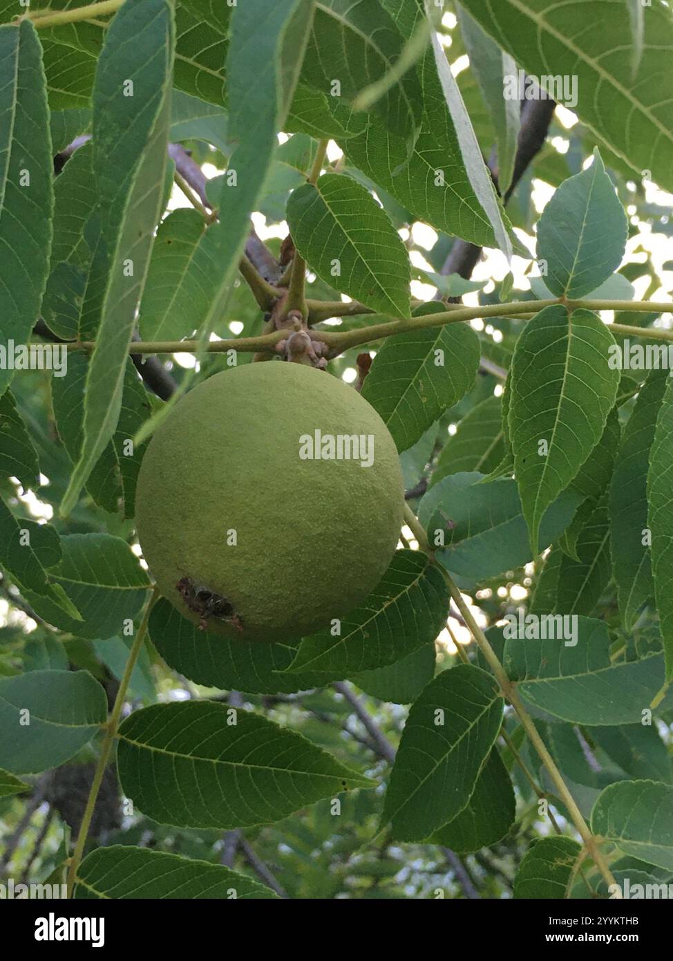 eastern black walnut (Juglans nigra Stock Photo - Alamy