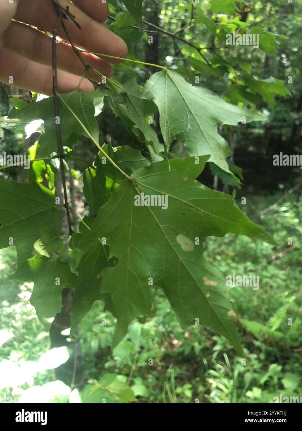 chalk maple (Acer leucoderme Stock Photo - Alamy