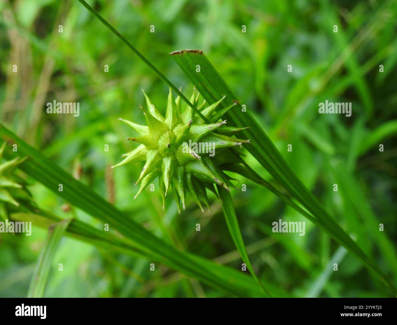Gray's sedge (Carex grayi Stock Photo - Alamy