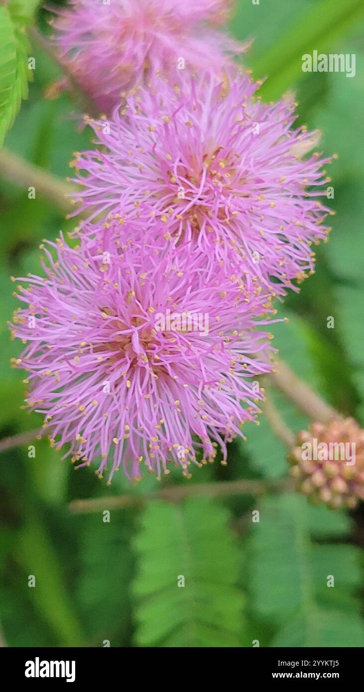 littleleaf sensitive-briar (Mimosa microphylla Stock Photo - Alamy