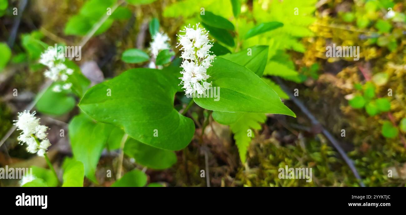 May Lily (Maianthemum bifolium Stock Photo - Alamy