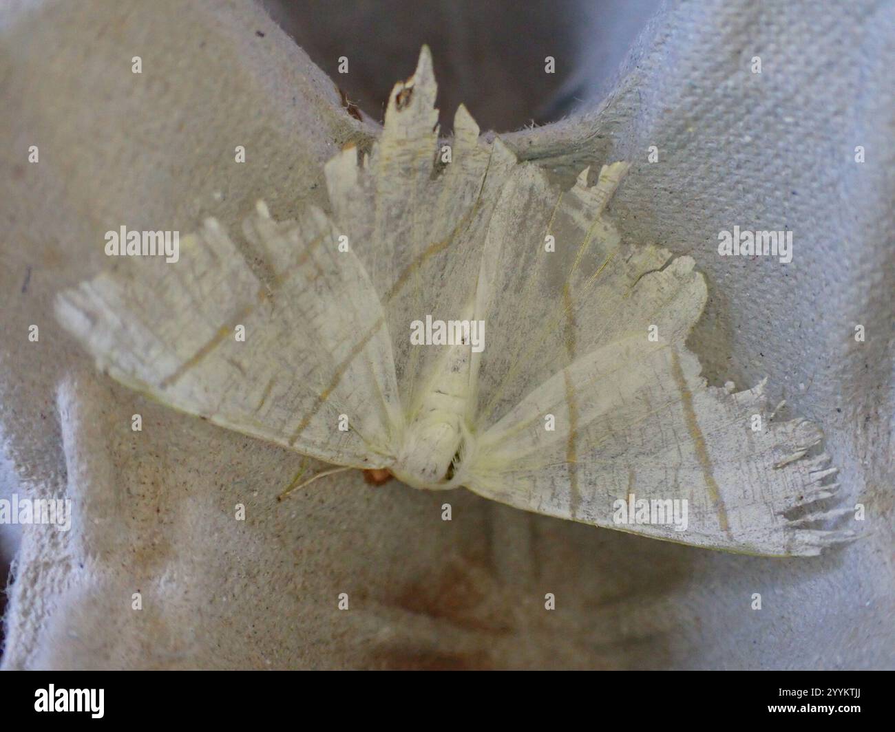 Swallow-tailed Moth (Ourapteryx sambucaria Stock Photo - Alamy