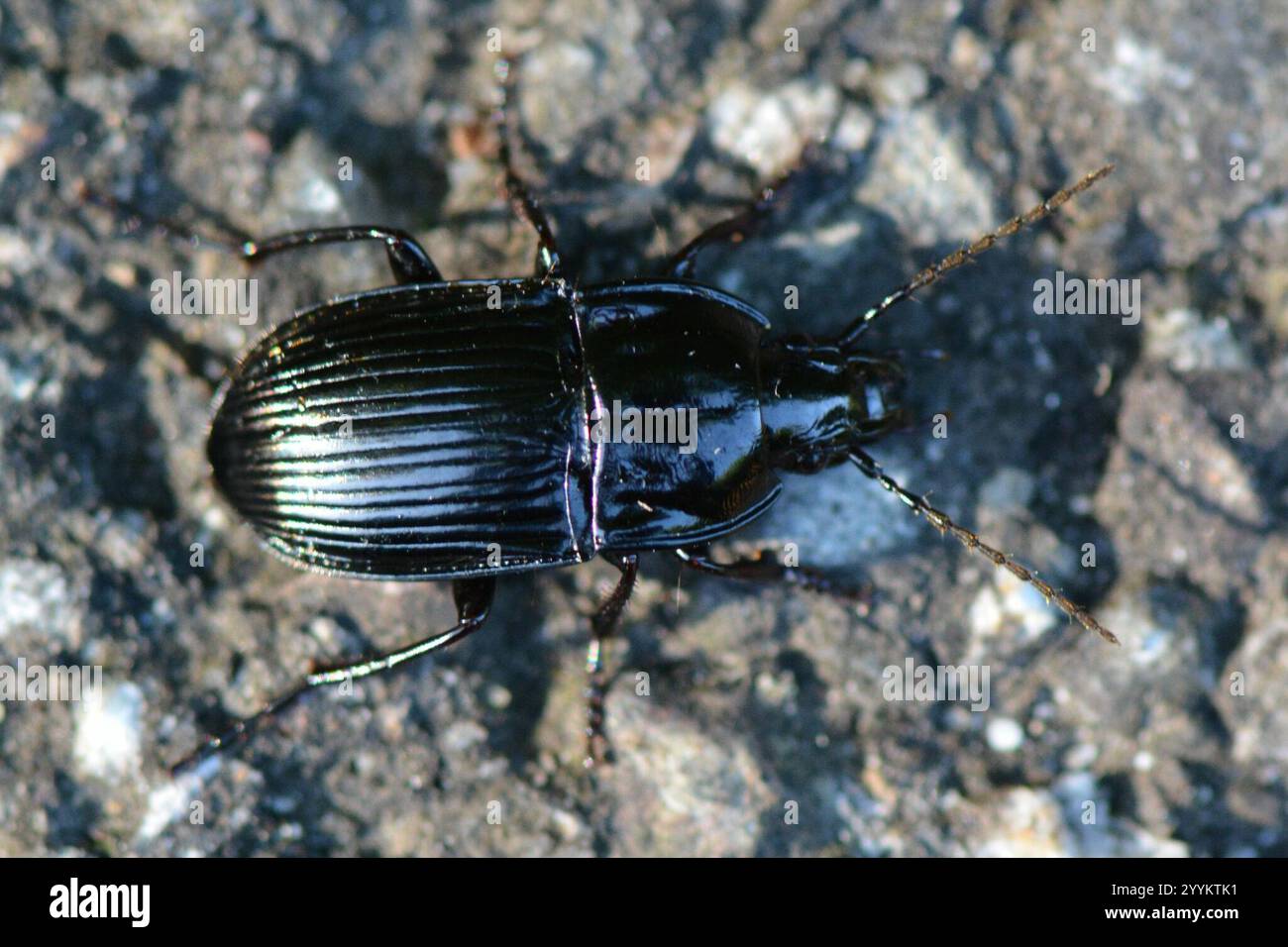 Abax ovalis hi-res stock photography and images - Alamy