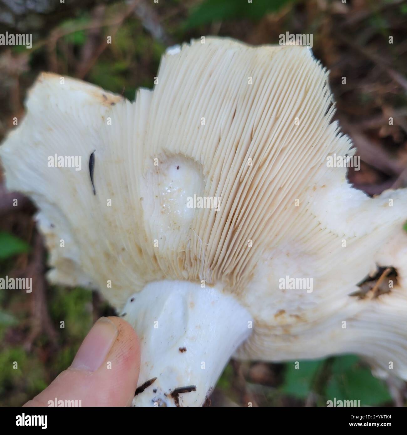 Russula brevipes hi-res stock photography and images - Alamy