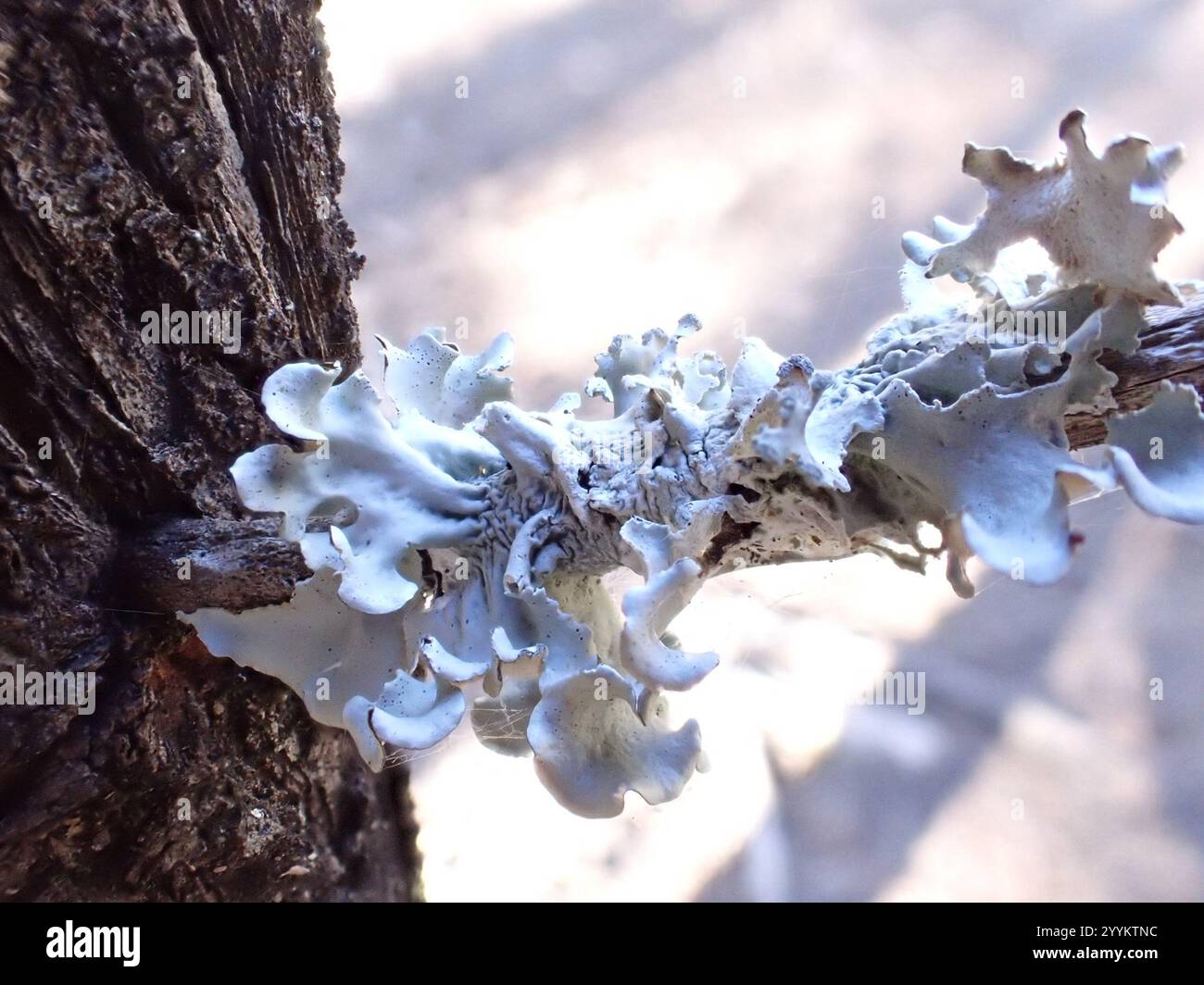 Ruffle Lichens (Parmotrema Stock Photo - Alamy