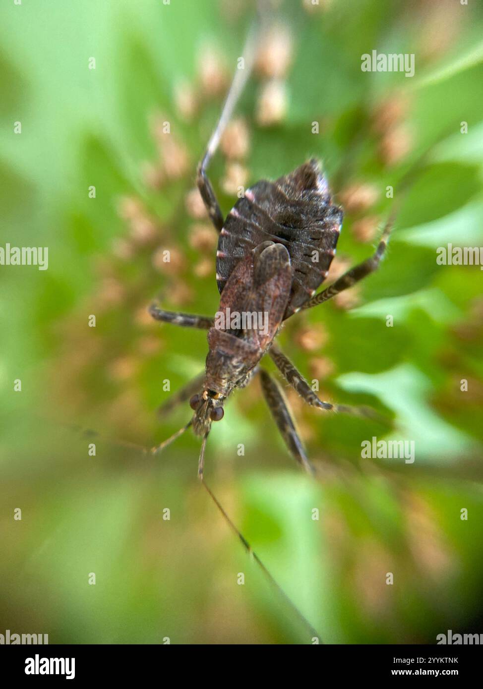Tree Damsel Bug (Himacerus apterus Stock Photo - Alamy