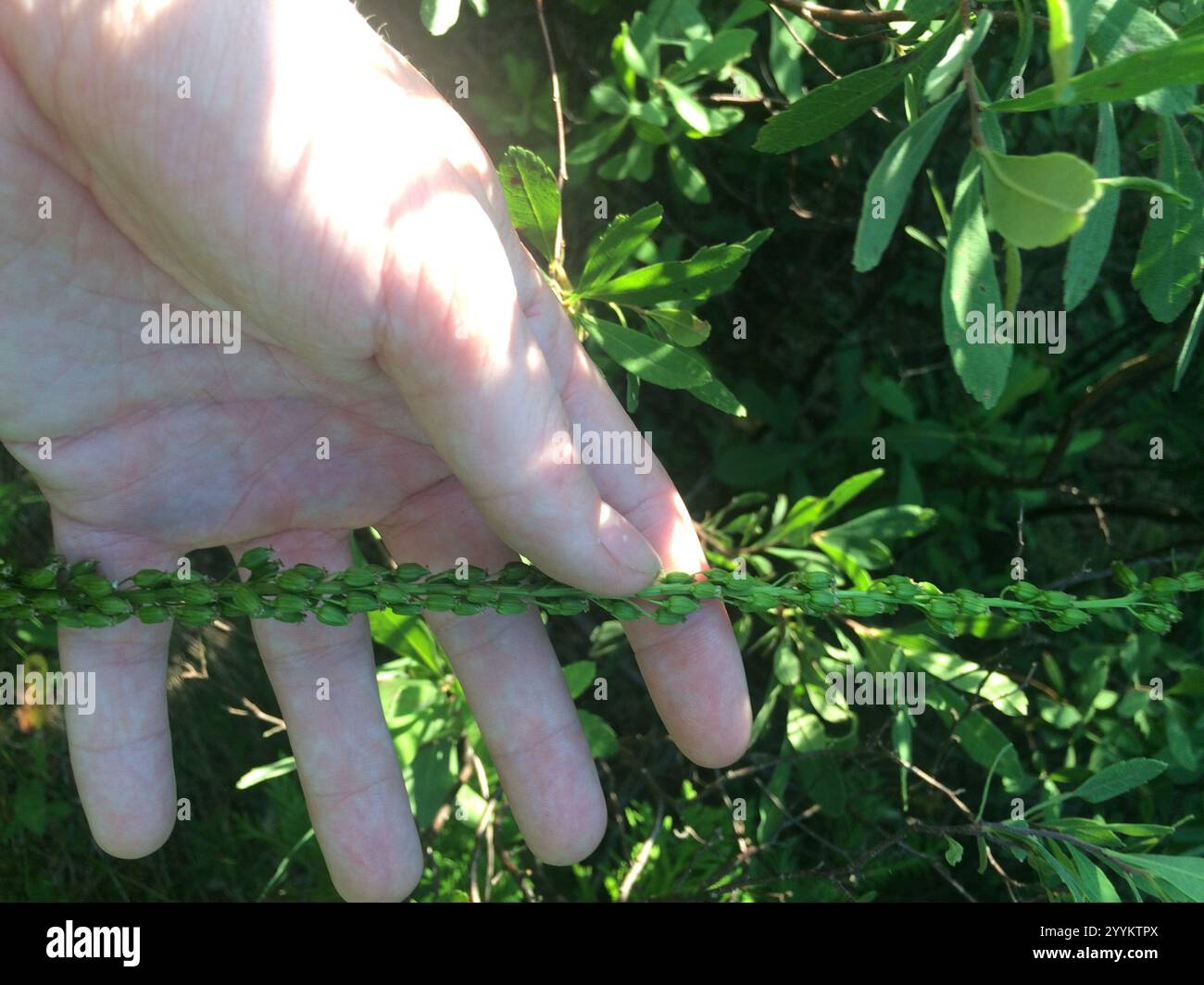 common arrowgrass (Triglochin maritima Stock Photo - Alamy