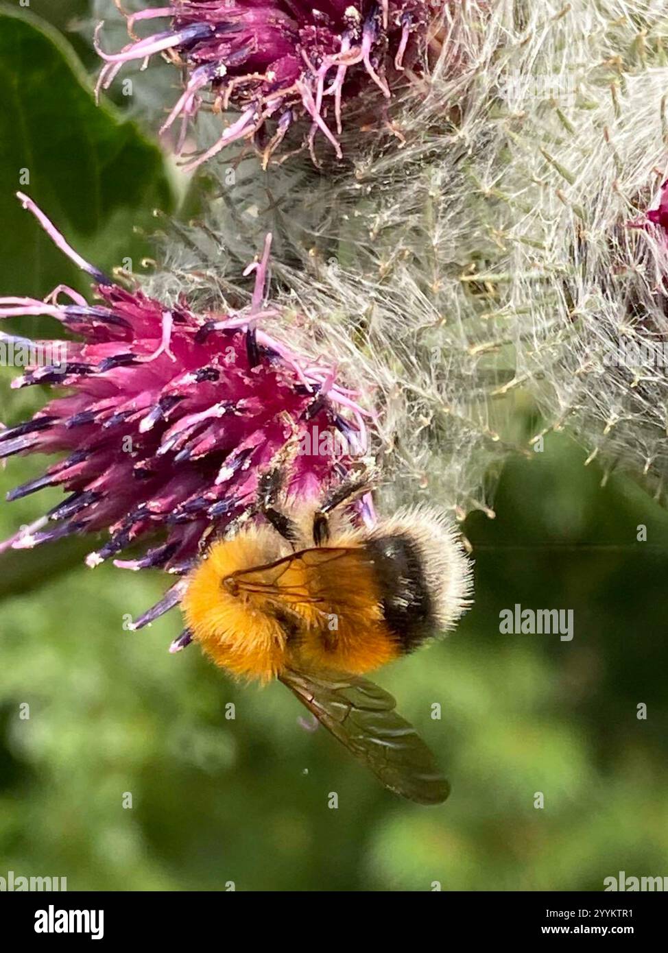 Tree Bumble Bee (Bombus hypnorum Stock Photo - Alamy