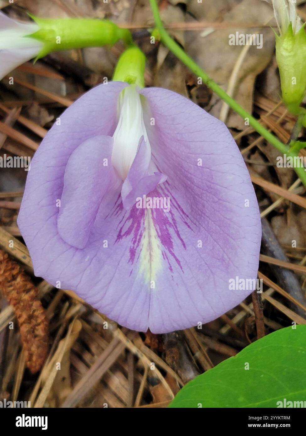 Pigeonwings (Clitoria mariana Stock Photo - Alamy