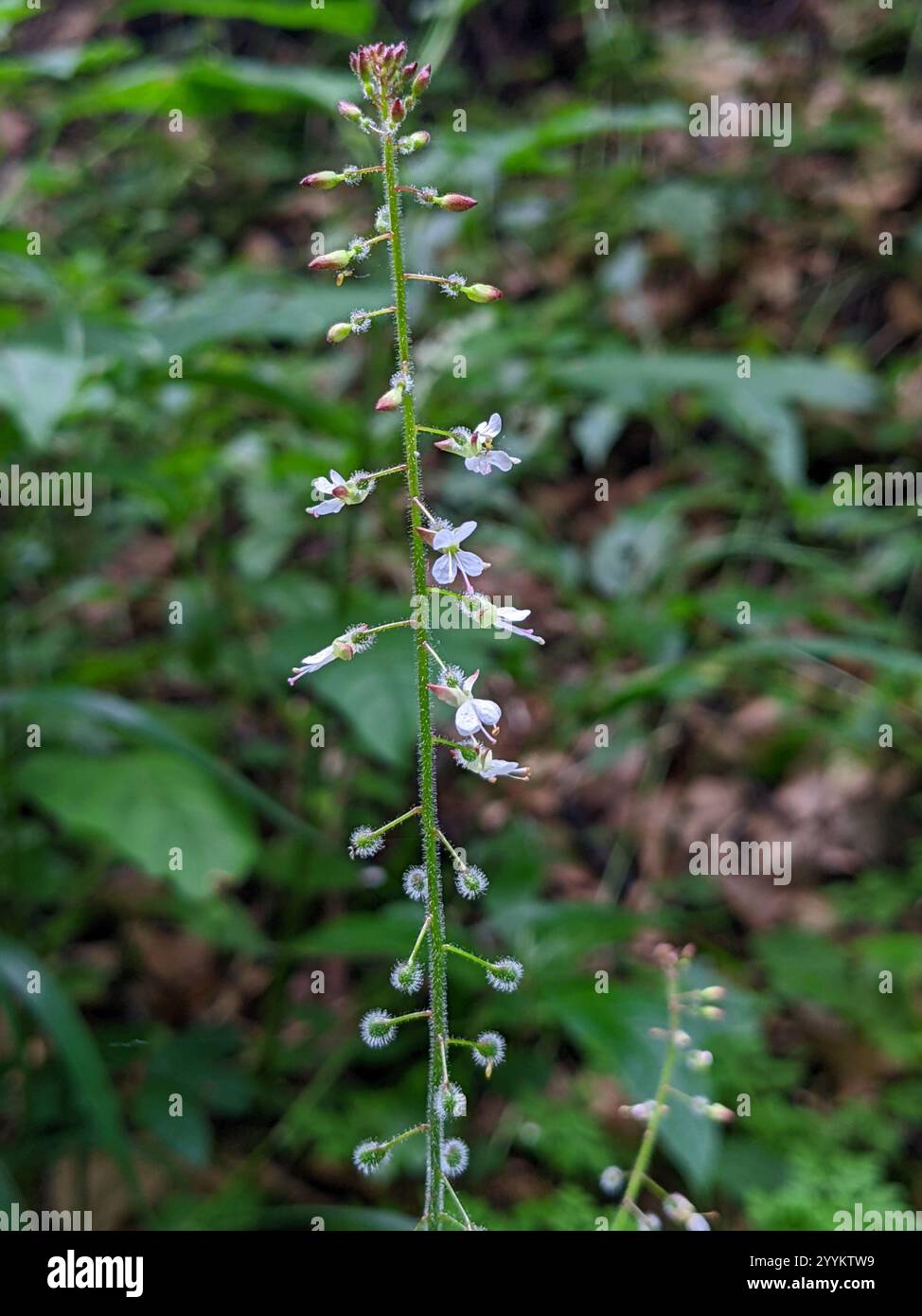enchanter's-nightshade (Circaea lutetiana Stock Photo - Alamy