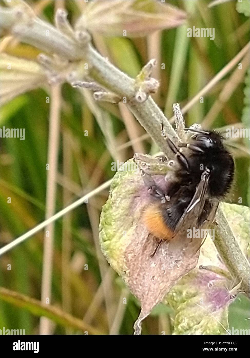 Red-tailed Bumble Bee (Bombus lapidarius Stock Photo - Alamy