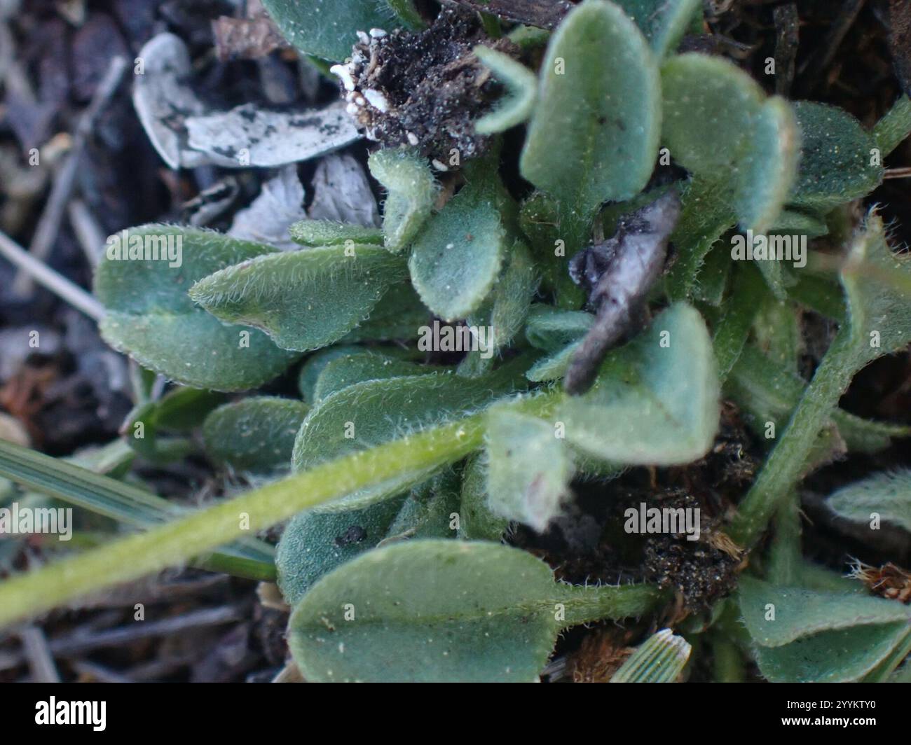 Alpine Yellow Fleabane (Erigeron aureus Stock Photo - Alamy