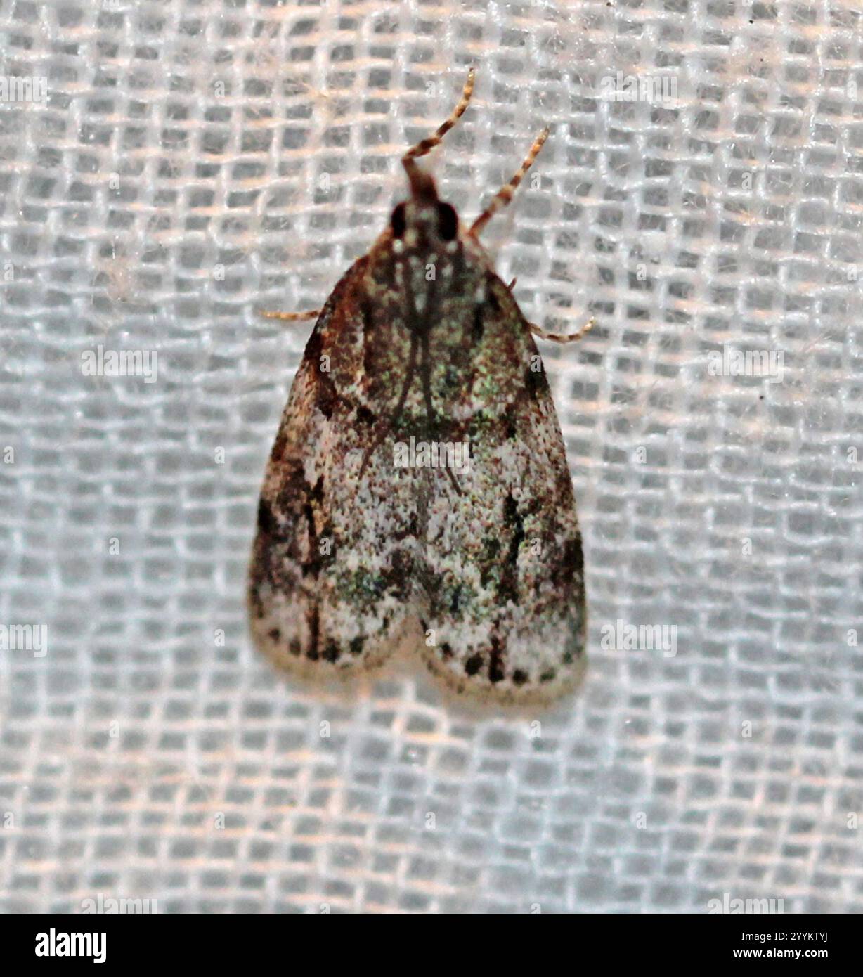 Many-spotted Scoparia Moth (Scoparia basalis Stock Photo - Alamy