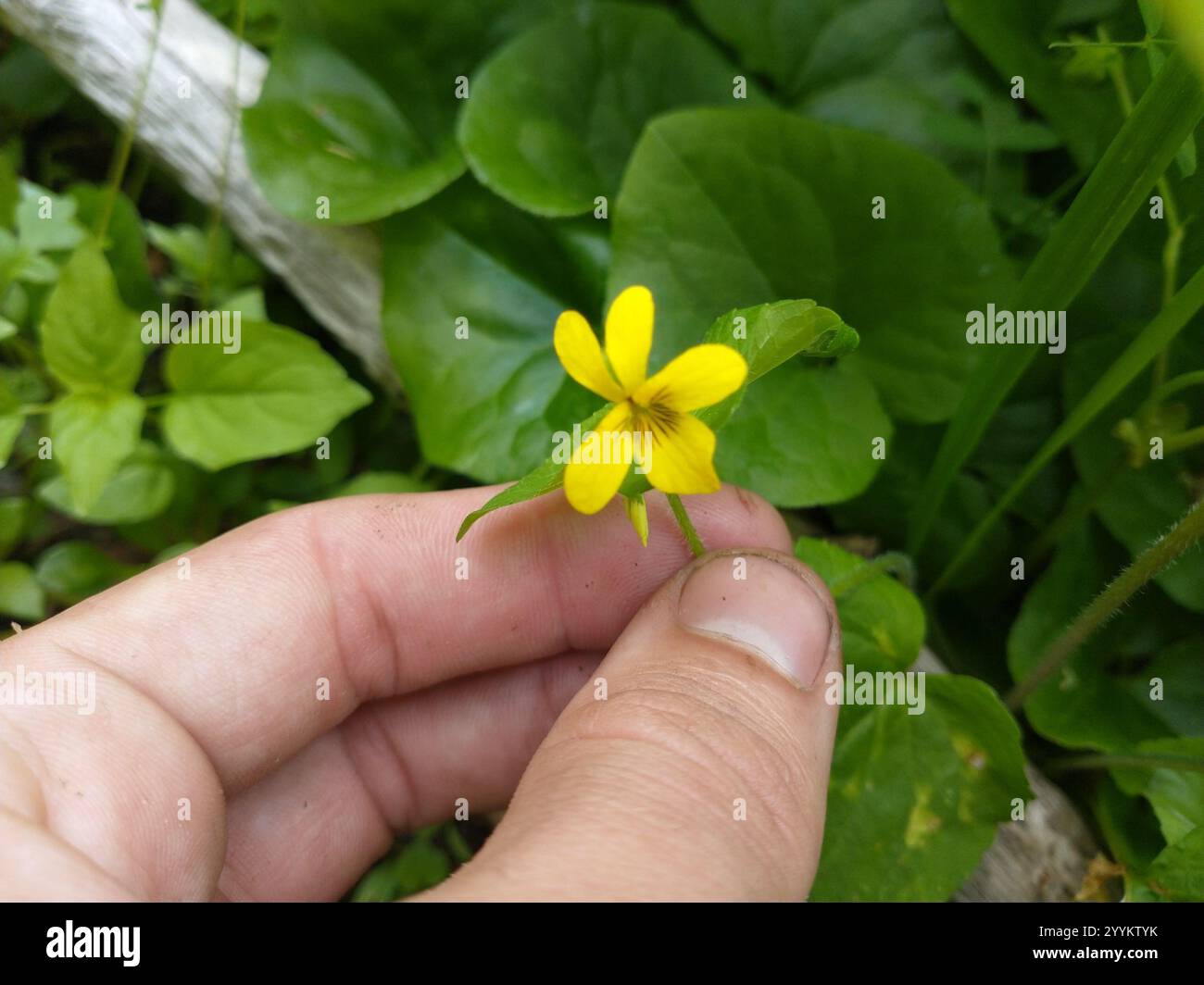 stream violet (Viola glabella Stock Photo - Alamy
