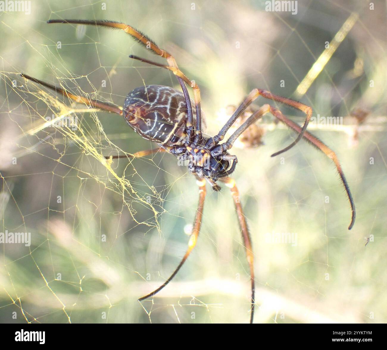 Tiger Spider (Trichonephila plumipes Stock Photo - Alamy
