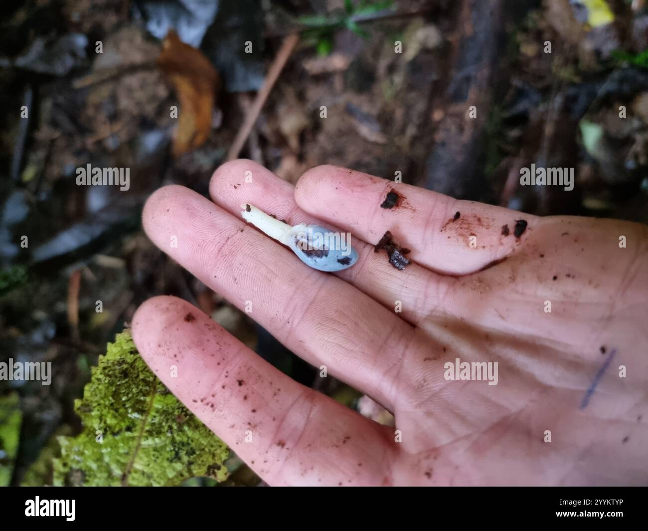 Blue Pouch Fungus (Clavogaster virescens Stock Photo - Alamy