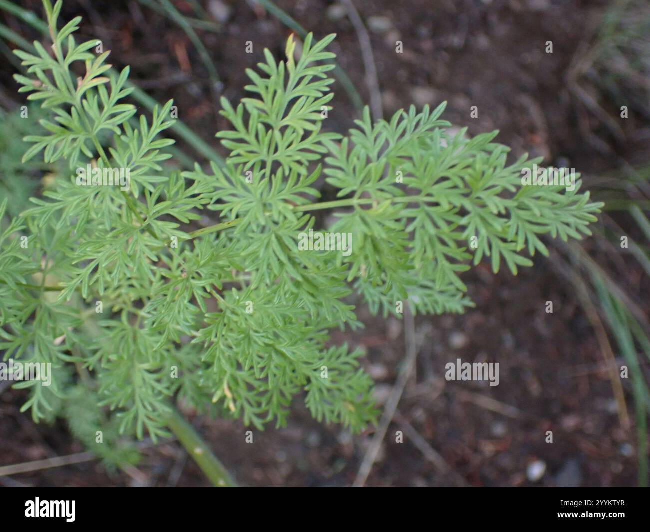 Carrotleaf Biscuitroot (Lomatium multifidum Stock Photo - Alamy