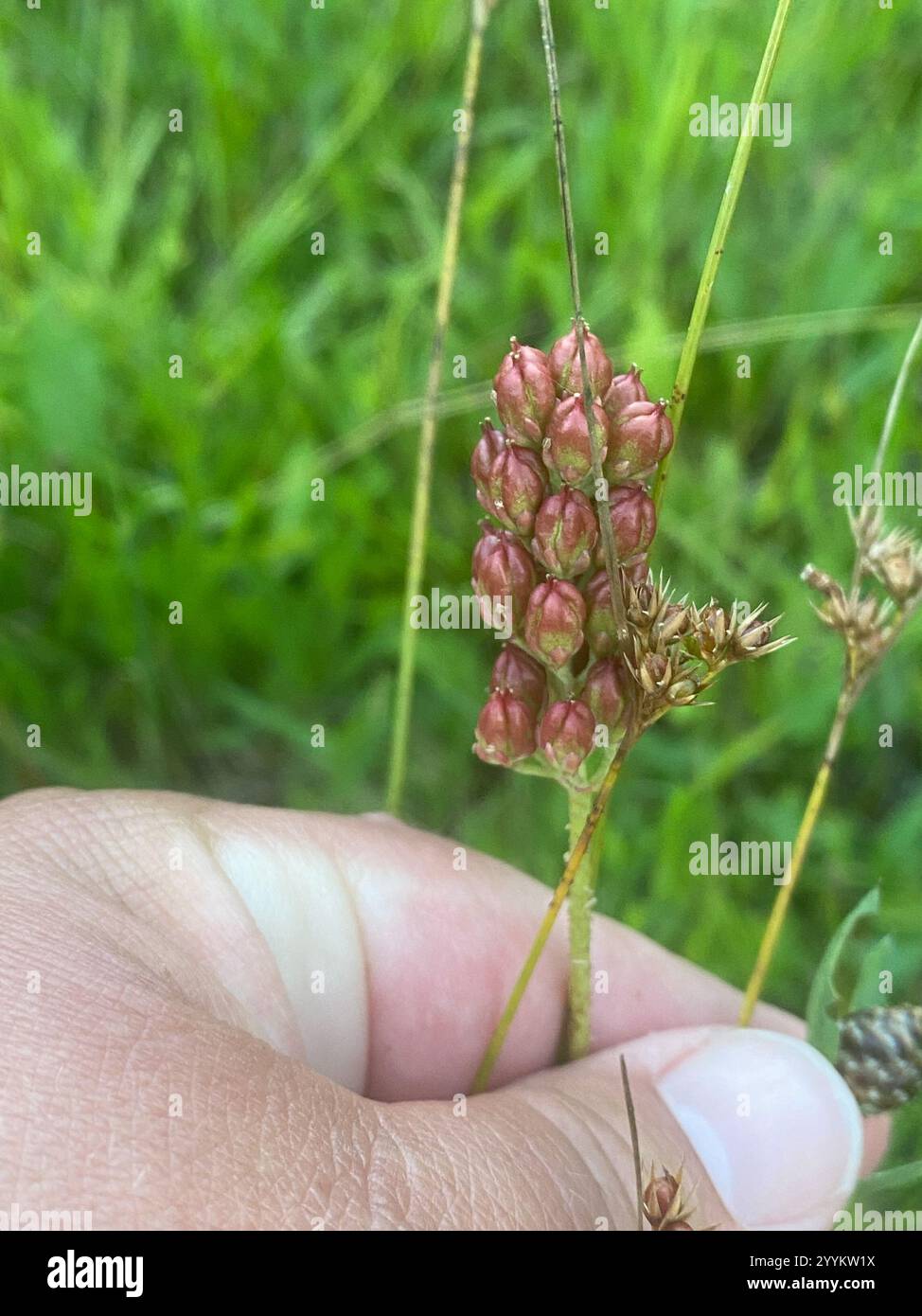 Sticky False Asphodel (Triantha glutinosa Stock Photo - Alamy