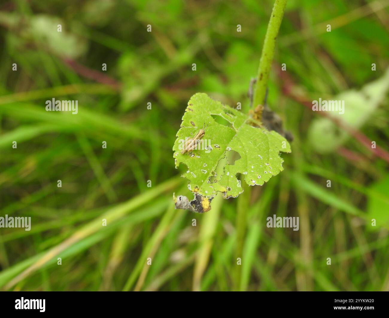 Spur-throated Grasshoppers (Melanoplinae Stock Photo - Alamy