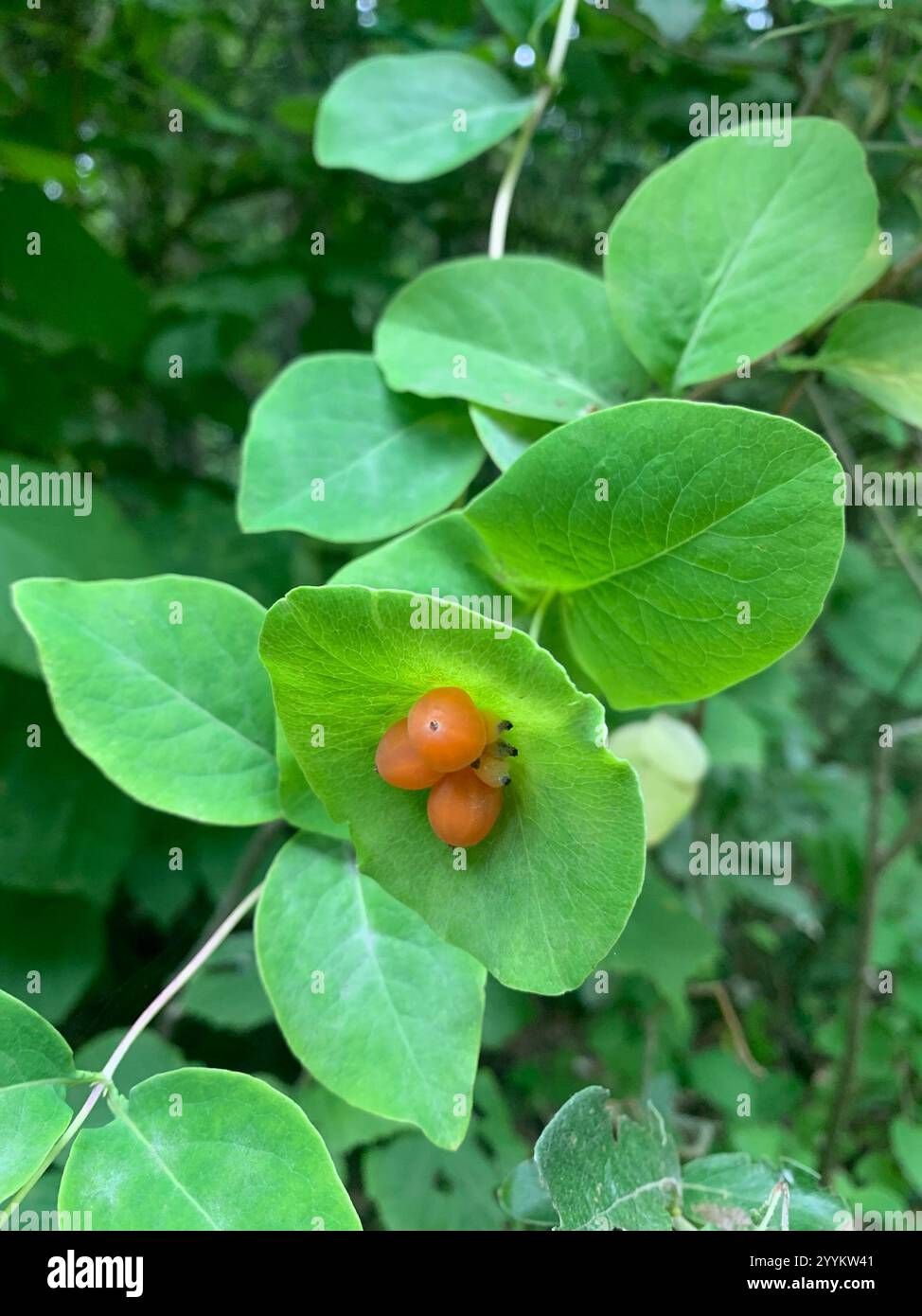 Perfoliate Honeysuckle (Lonicera caprifolium Stock Photo - Alamy