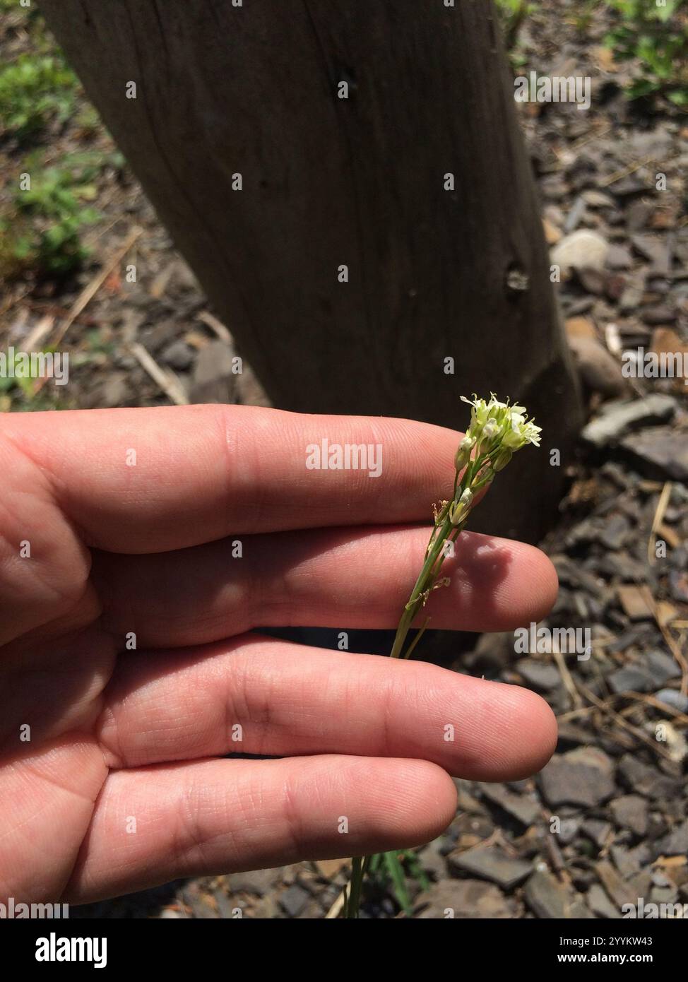 Tower Mustard (Turritis glabra Stock Photo - Alamy