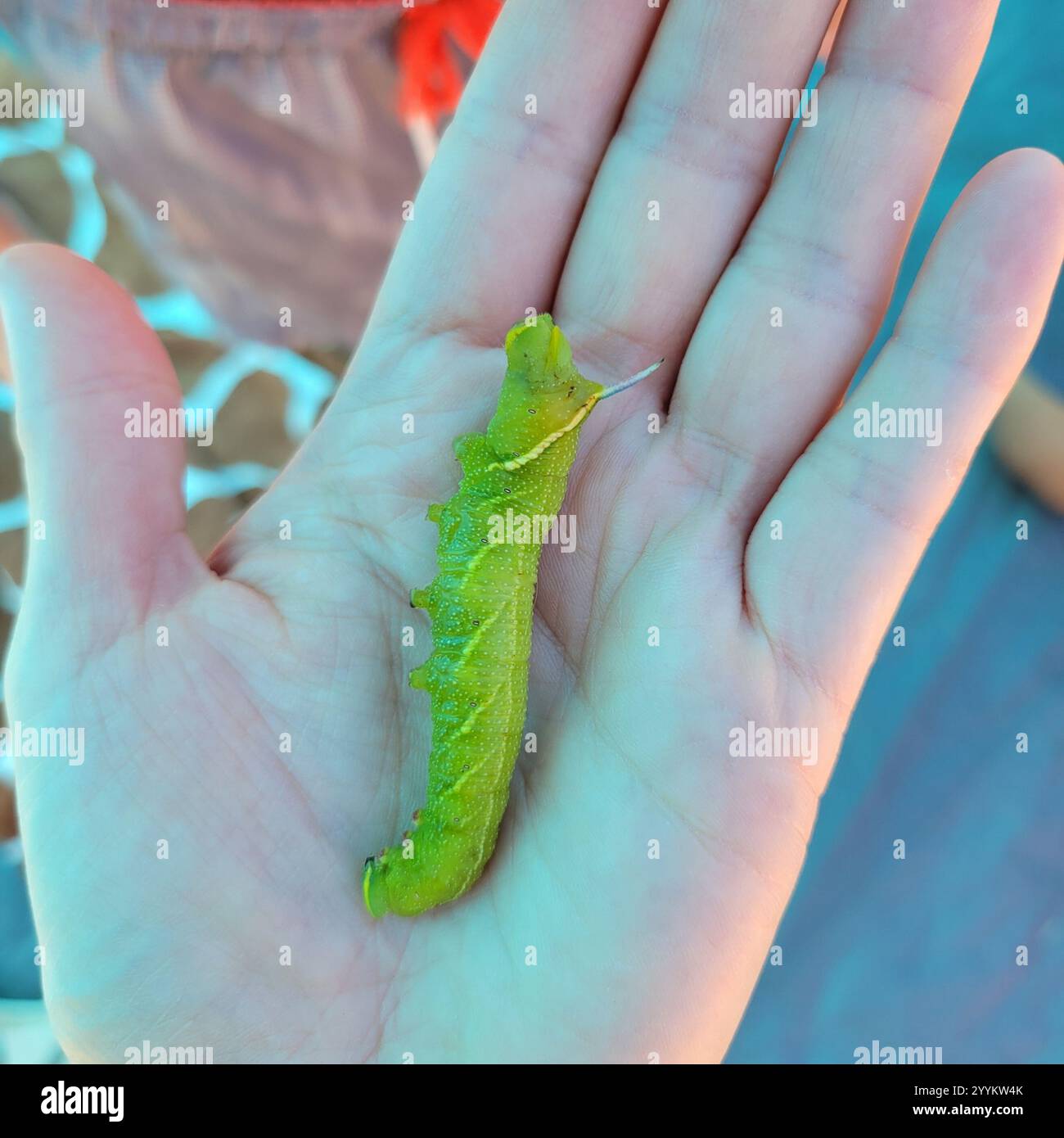 Western Eyed Sphinx (Smerinthus ophthalmica Stock Photo - Alamy