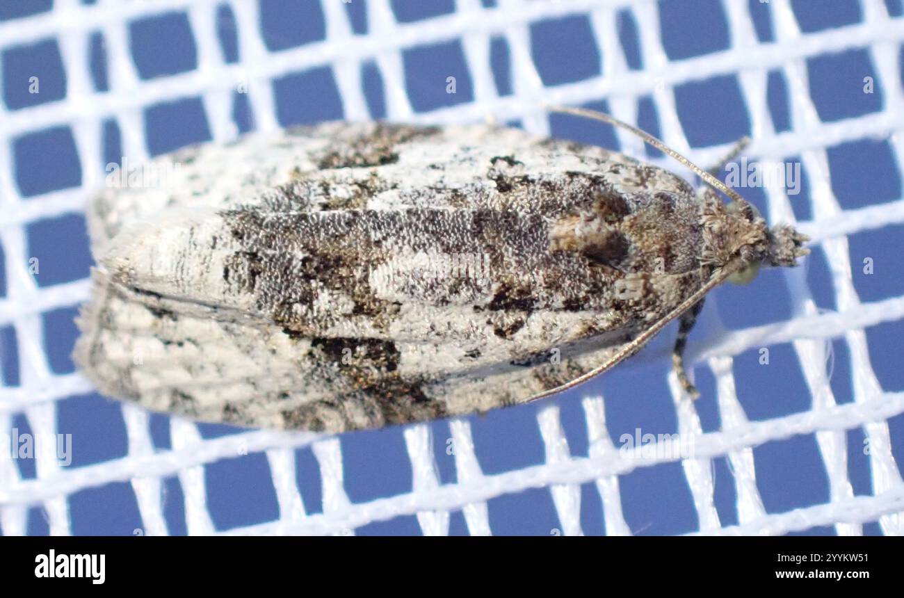 Willow Marble (Apotomis lineana Stock Photo - Alamy