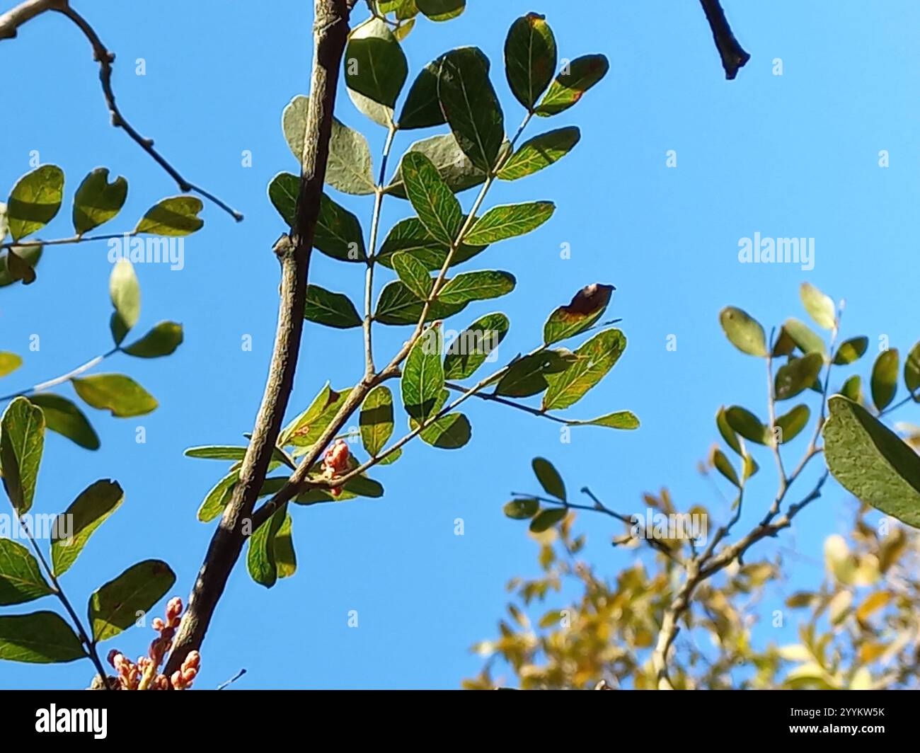 Weeping Boerbean (Schotia brachypetala Stock Photo - Alamy