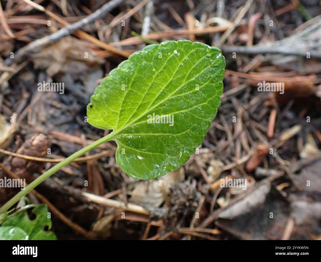 hookedspur violet (Viola adunca Stock Photo - Alamy