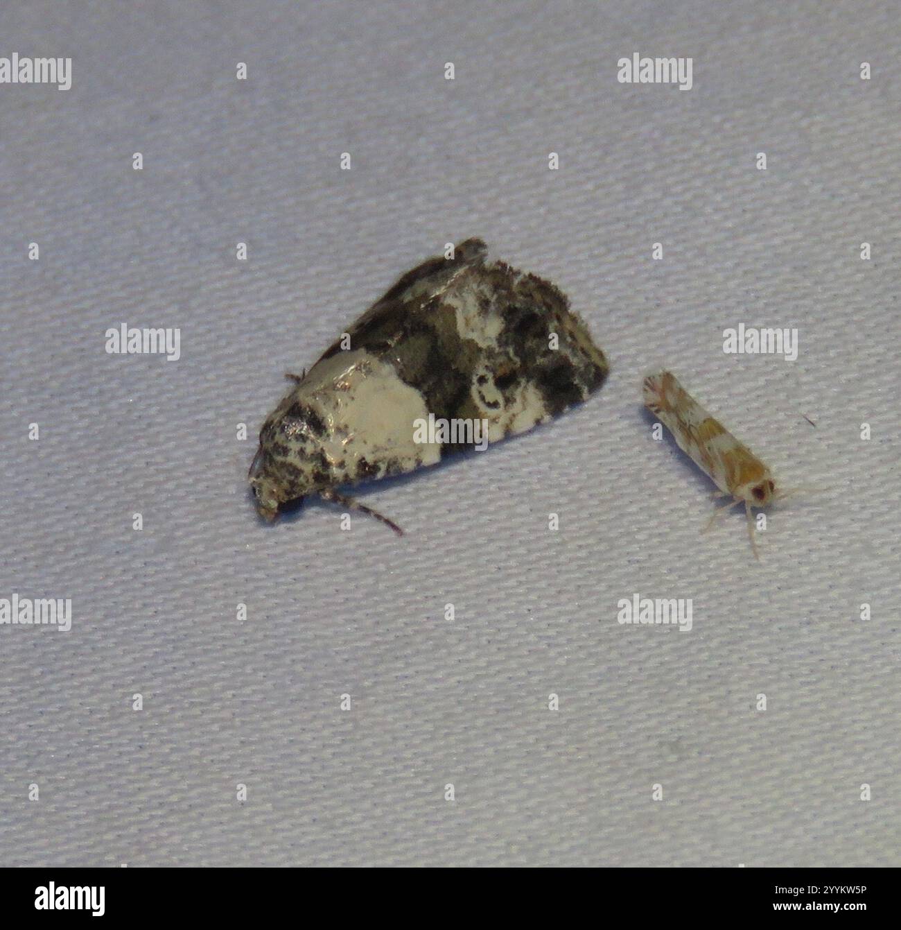 Signifera hi-res stock photography and images - Alamy