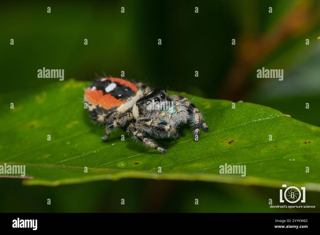 Workman's Jumping Spider (Phidippus workmani Stock Photo - Alamy