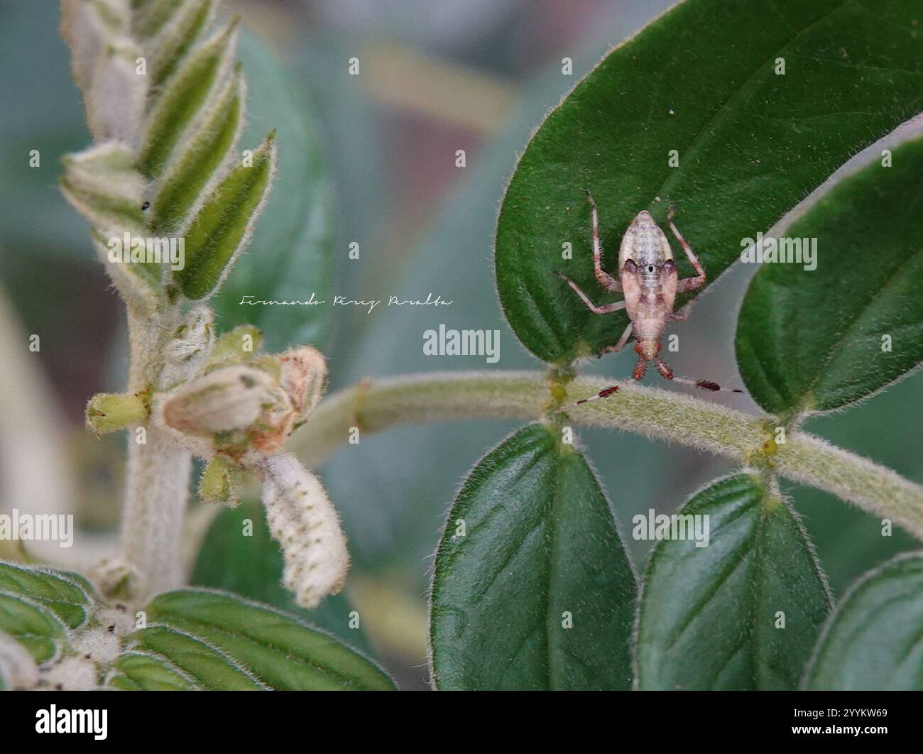 True Bugs (Heteroptera Stock Photo - Alamy