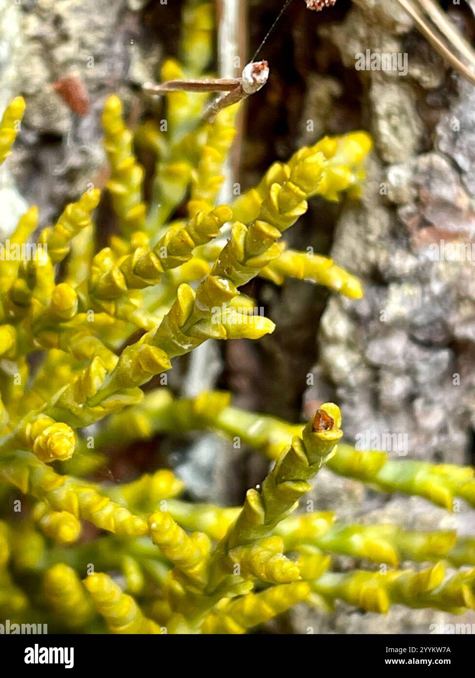 Coastal Dwarf-Mistletoe (Arceuthobium littorum Stock Photo - Alamy