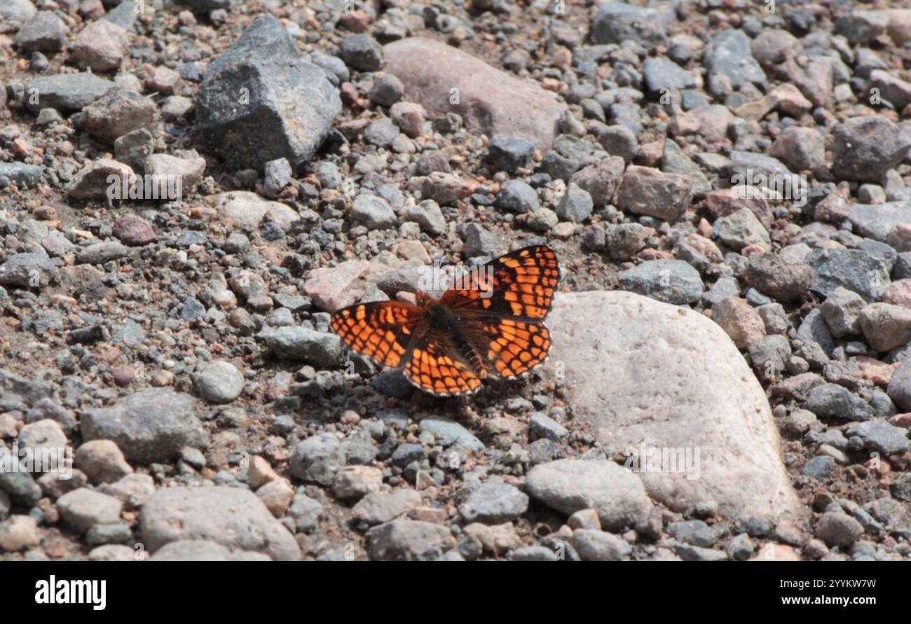 Northern Checkerspot (Chlosyne palla Stock Photo - Alamy