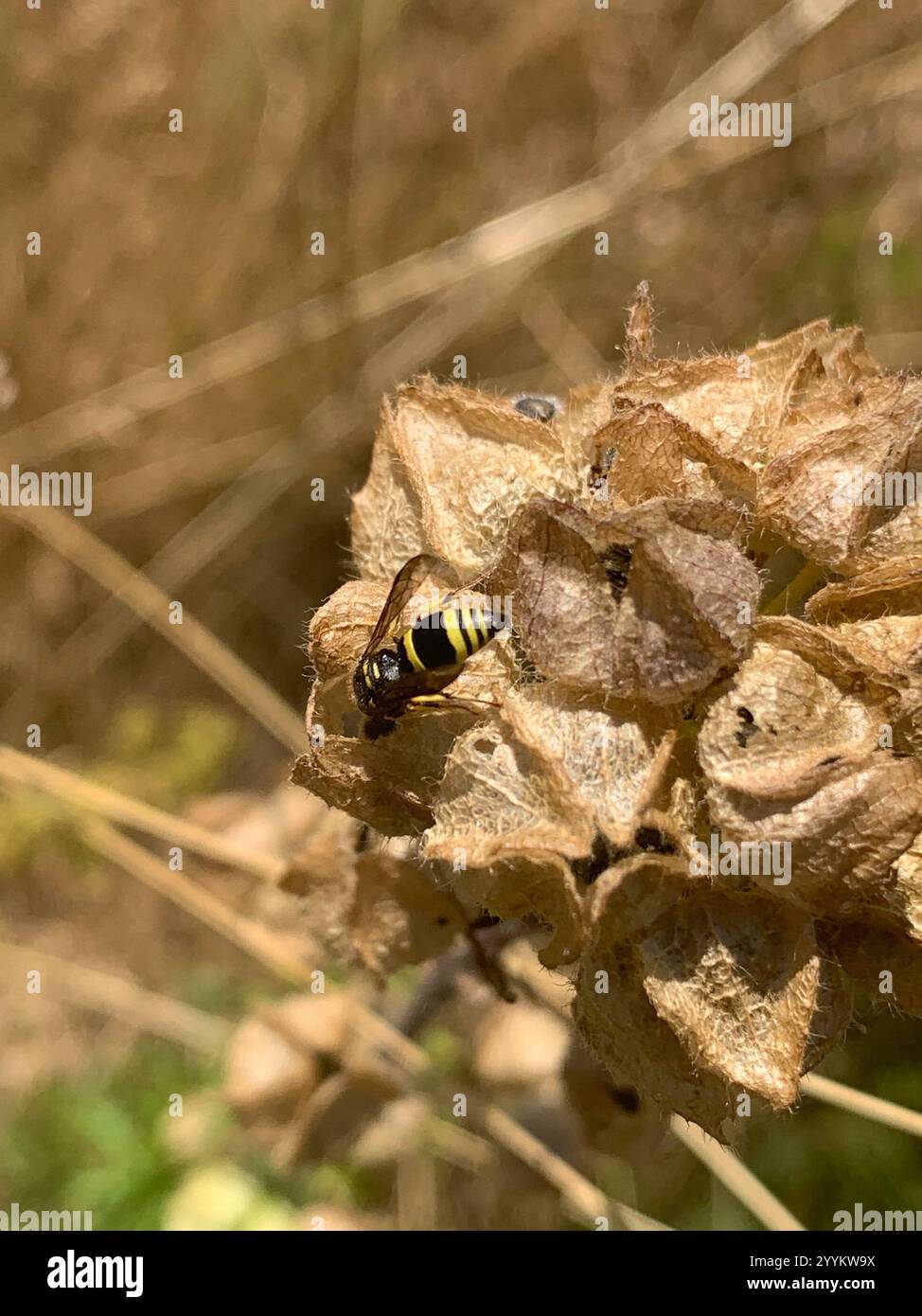 European tube wasp (Ancistrocerus gazella Stock Photo - Alamy