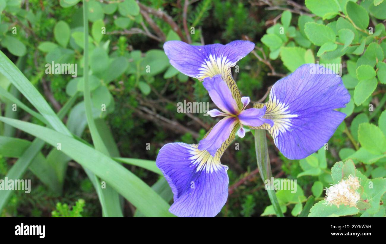 Beach-head Iris (Iris setosa Stock Photo - Alamy