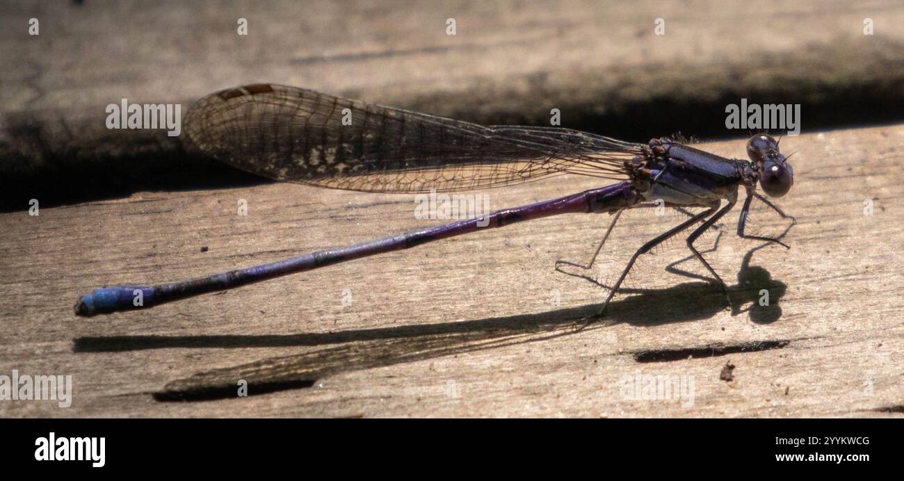 Variable Dancer (Argia fumipennis Stock Photo - Alamy