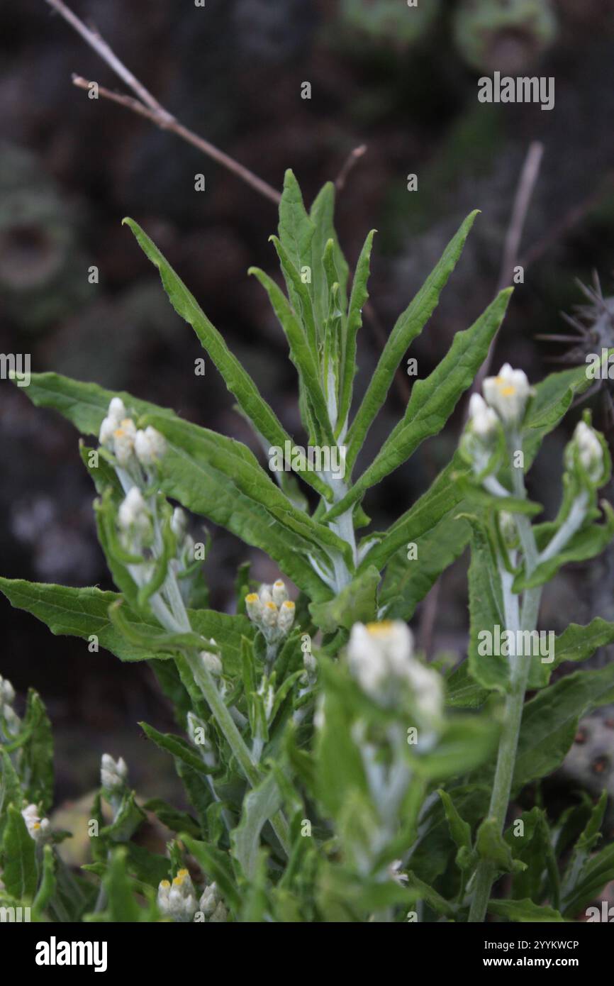 two-color rabbit tobacco (Pseudognaphalium biolettii Stock Photo - Alamy