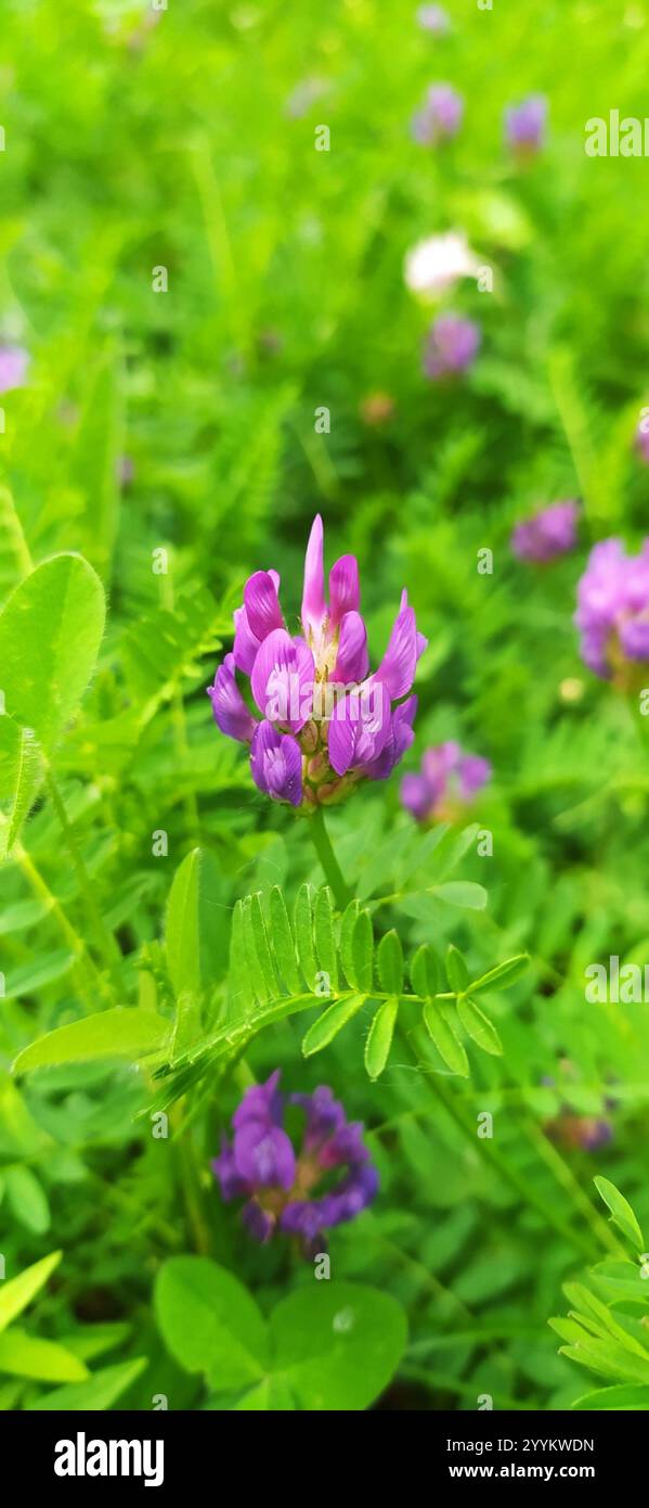 Purple Milk-vetch (Astragalus danicus Stock Photo - Alamy