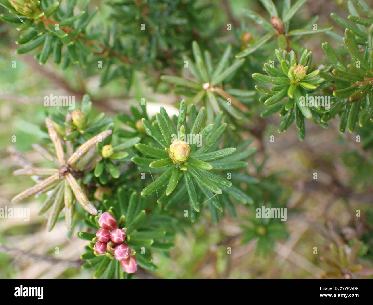 pink mountainheath (Phyllodoce empetriformis Stock Photo - Alamy