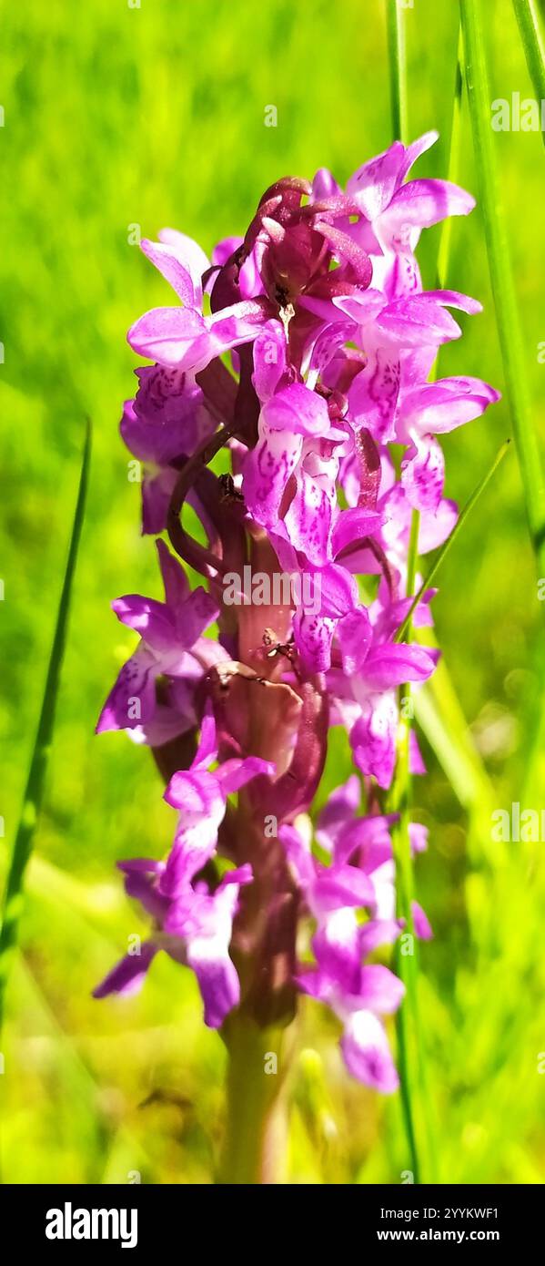 Early Marsh-orchid (Dactylorhiza incarnata Stock Photo - Alamy
