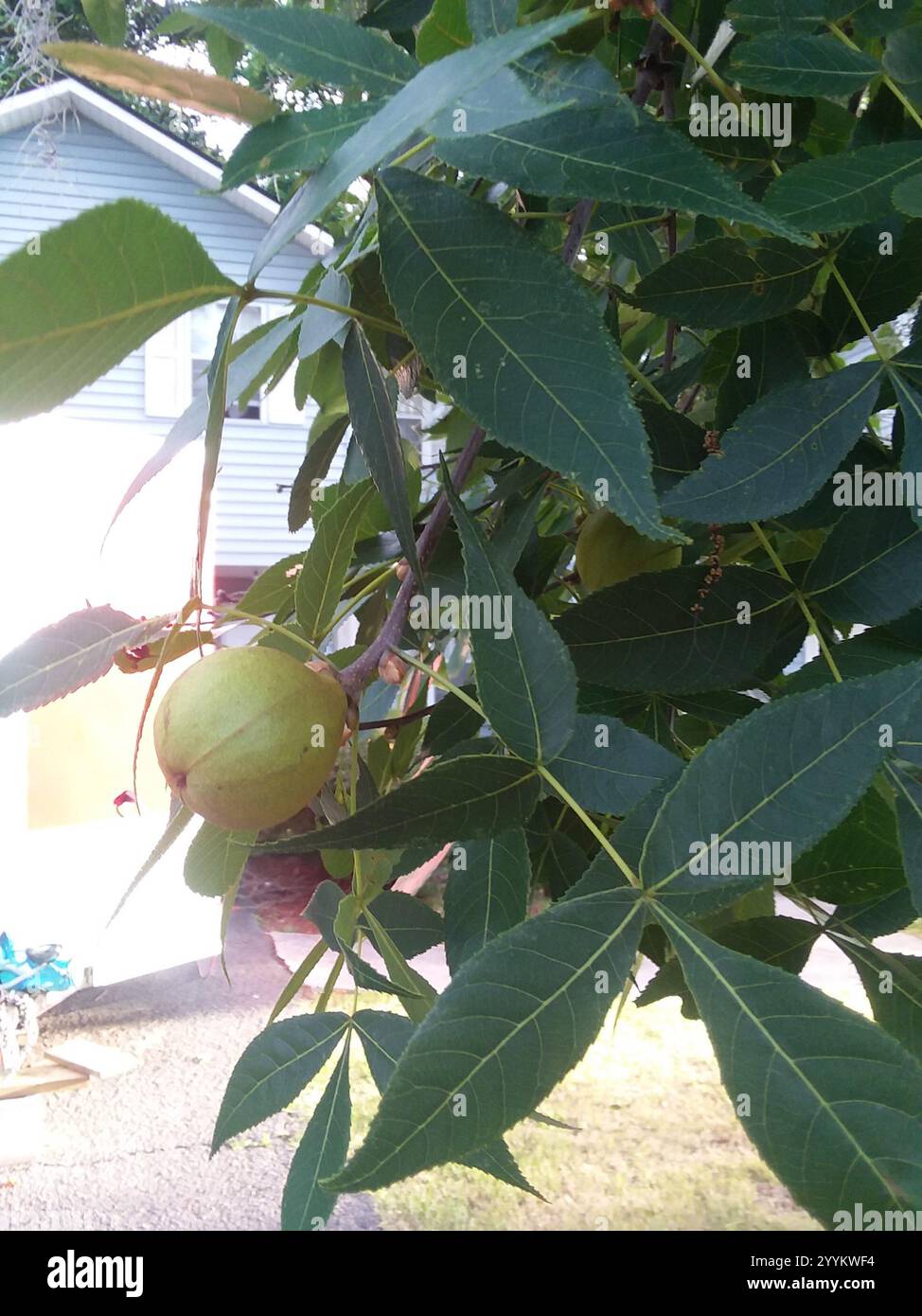 pignut hickory (Carya glabra Stock Photo - Alamy