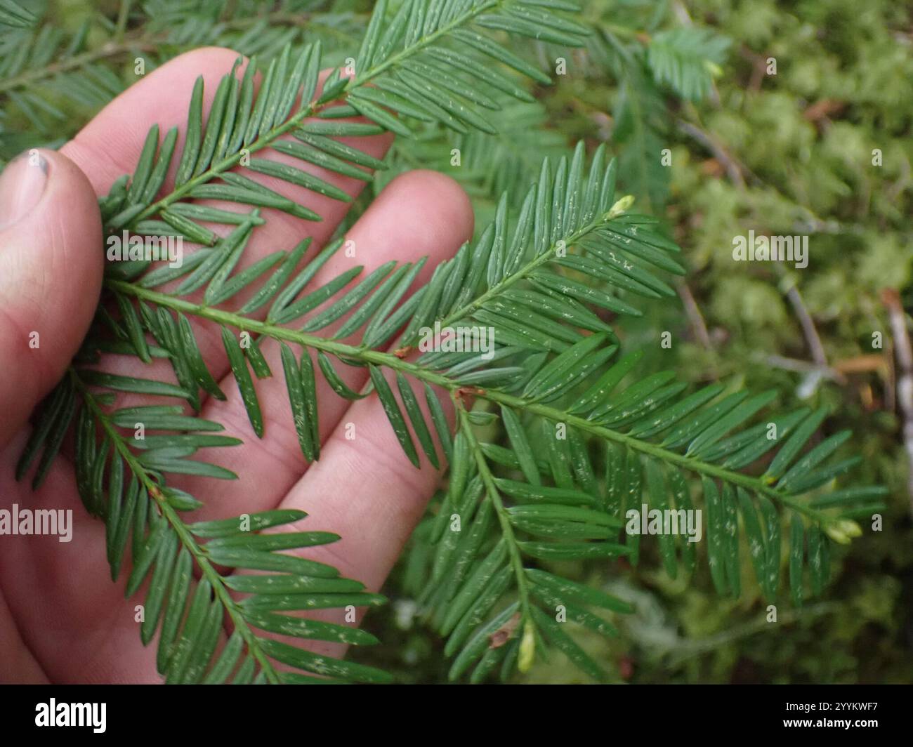 Pacific yew (Taxus brevifolia Stock Photo - Alamy
