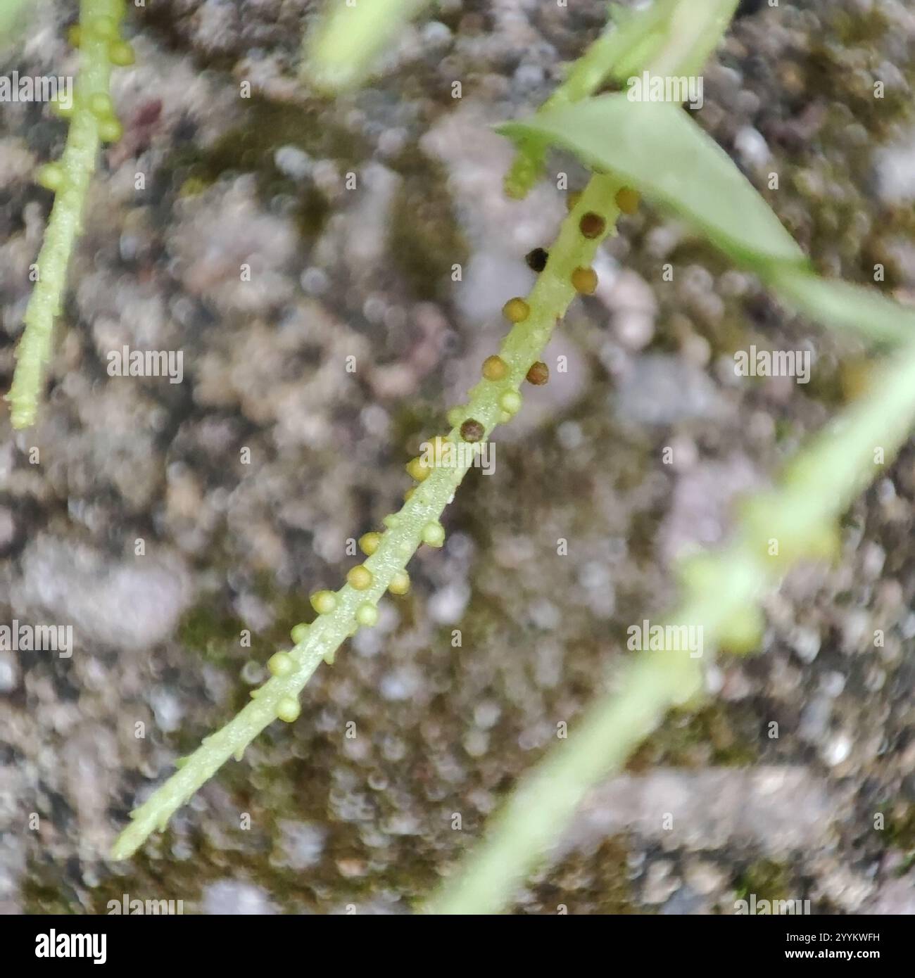 Pepper elder (Peperomia pellucida Stock Photo - Alamy