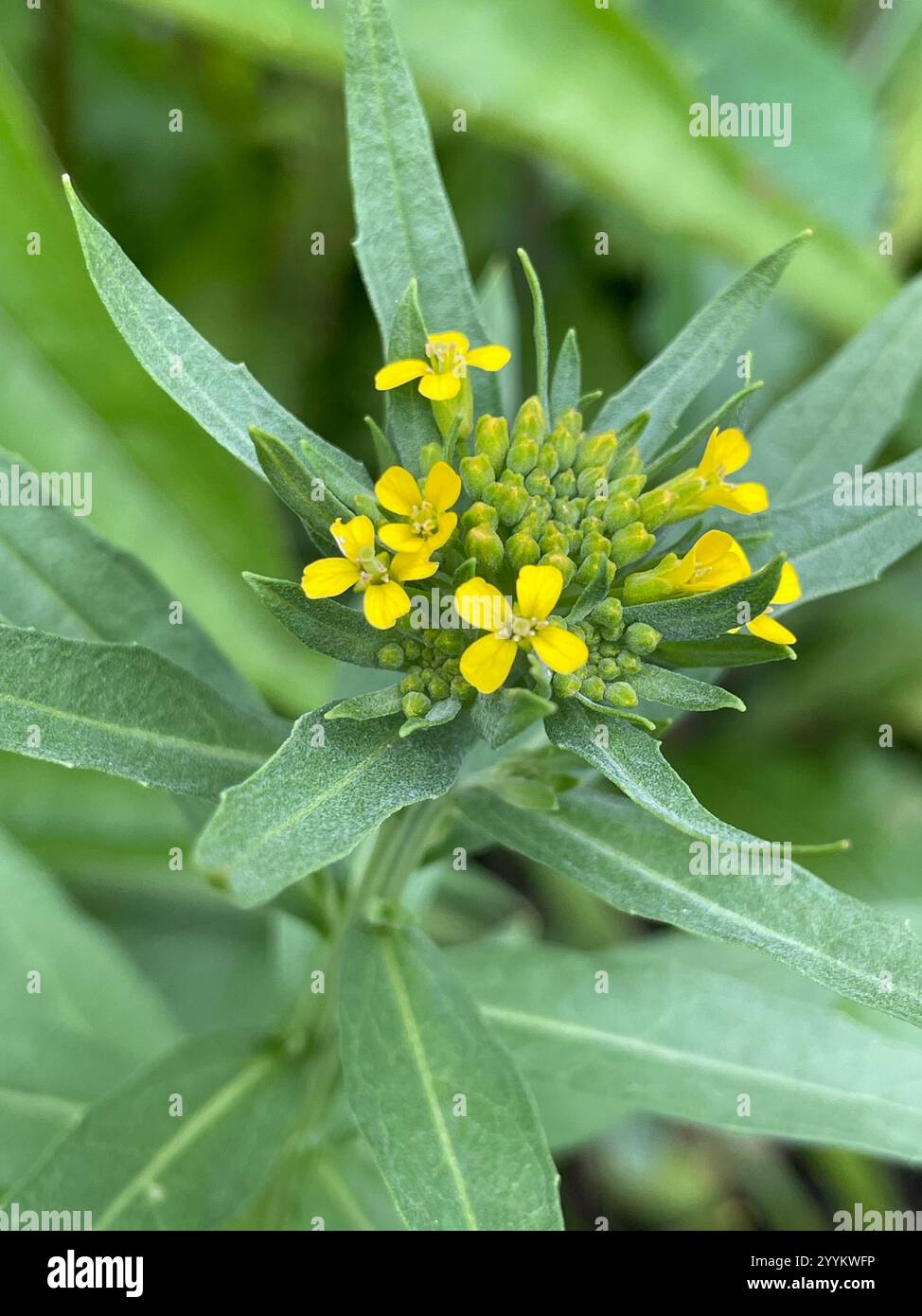 Wormseed wallflower hi-res stock photography and images - Alamy