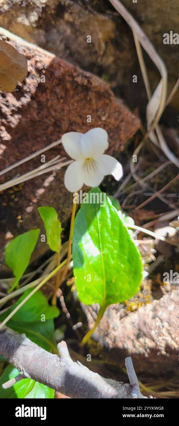 primrose-leaved violet (Viola primulifolia Stock Photo - Alamy