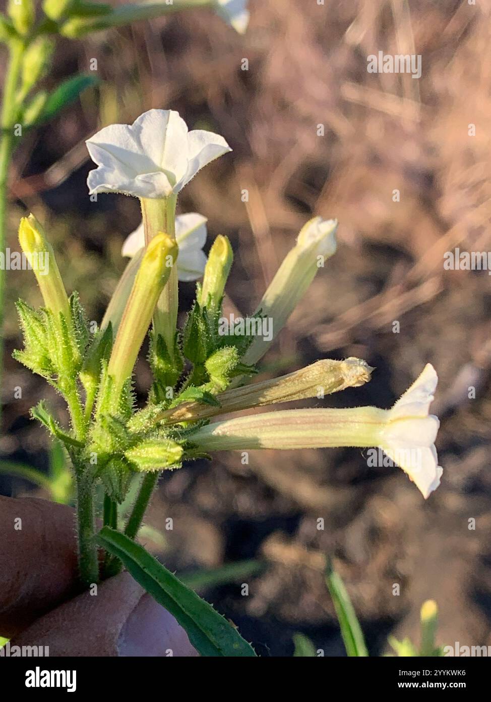 Coyote Tobacco (Nicotiana attenuata Stock Photo - Alamy