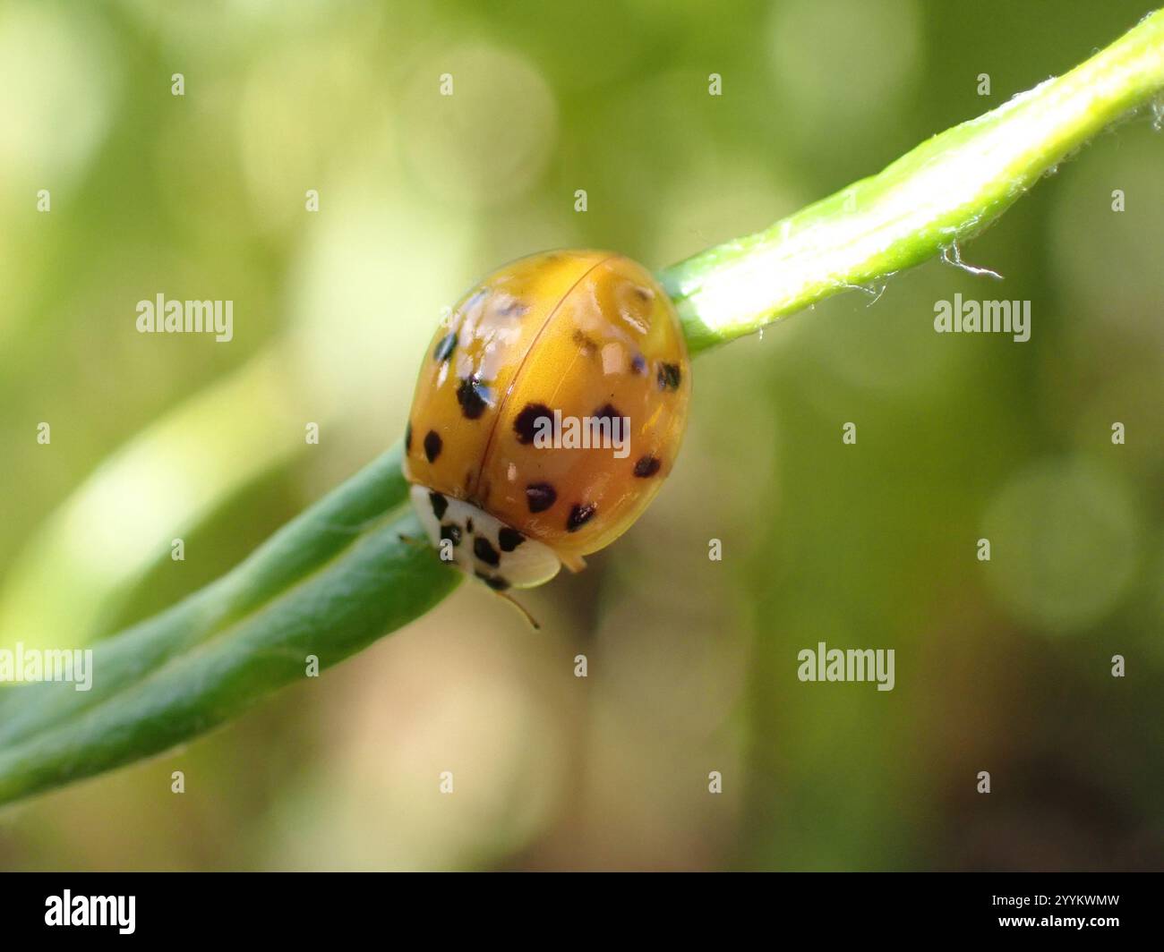 Asian Lady Beetle (Harmonia axyridis Stock Photo - Alamy