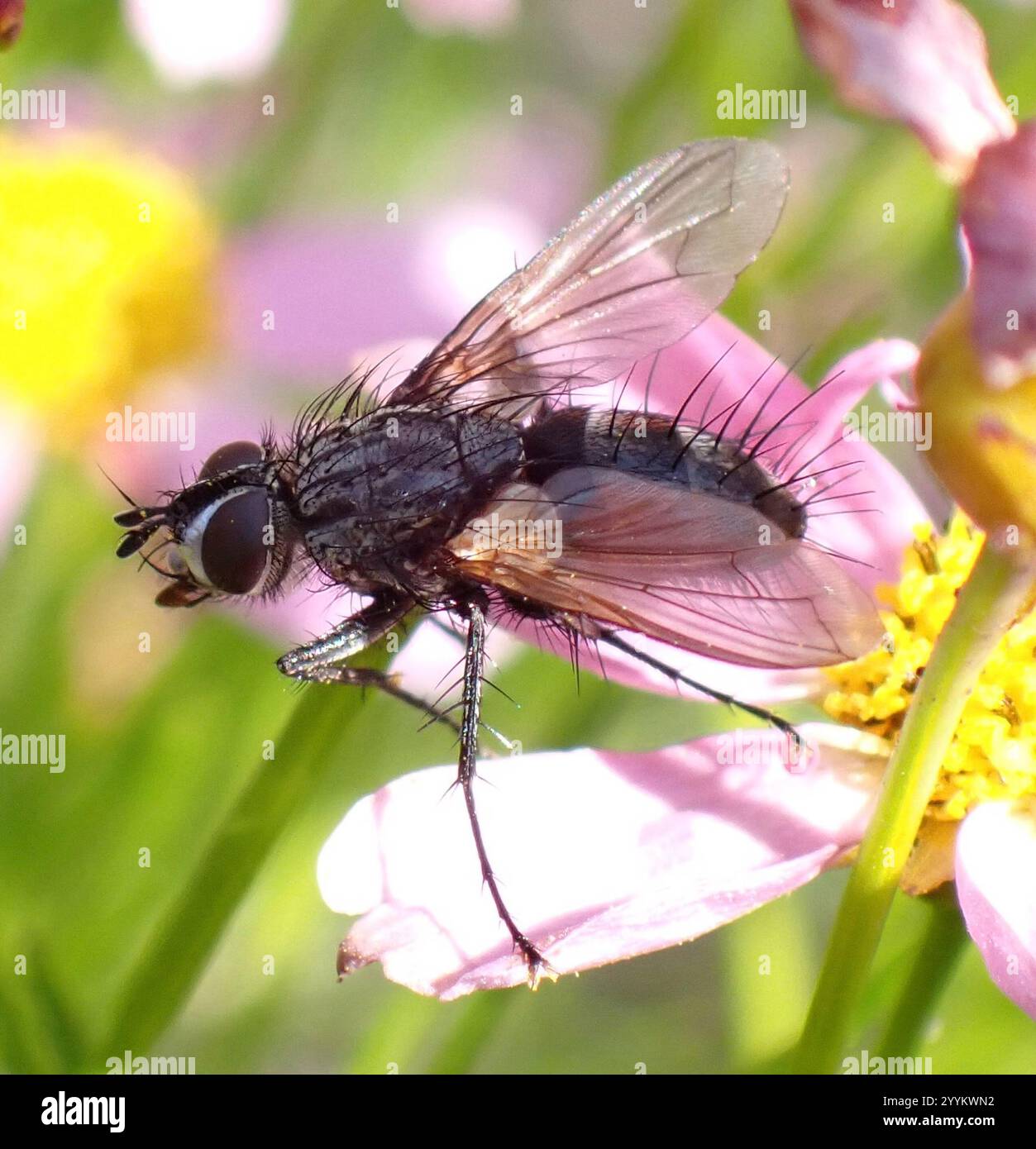 Red Spotted Parasite Fly (Eriothrix rufomaculata Stock Photo - Alamy